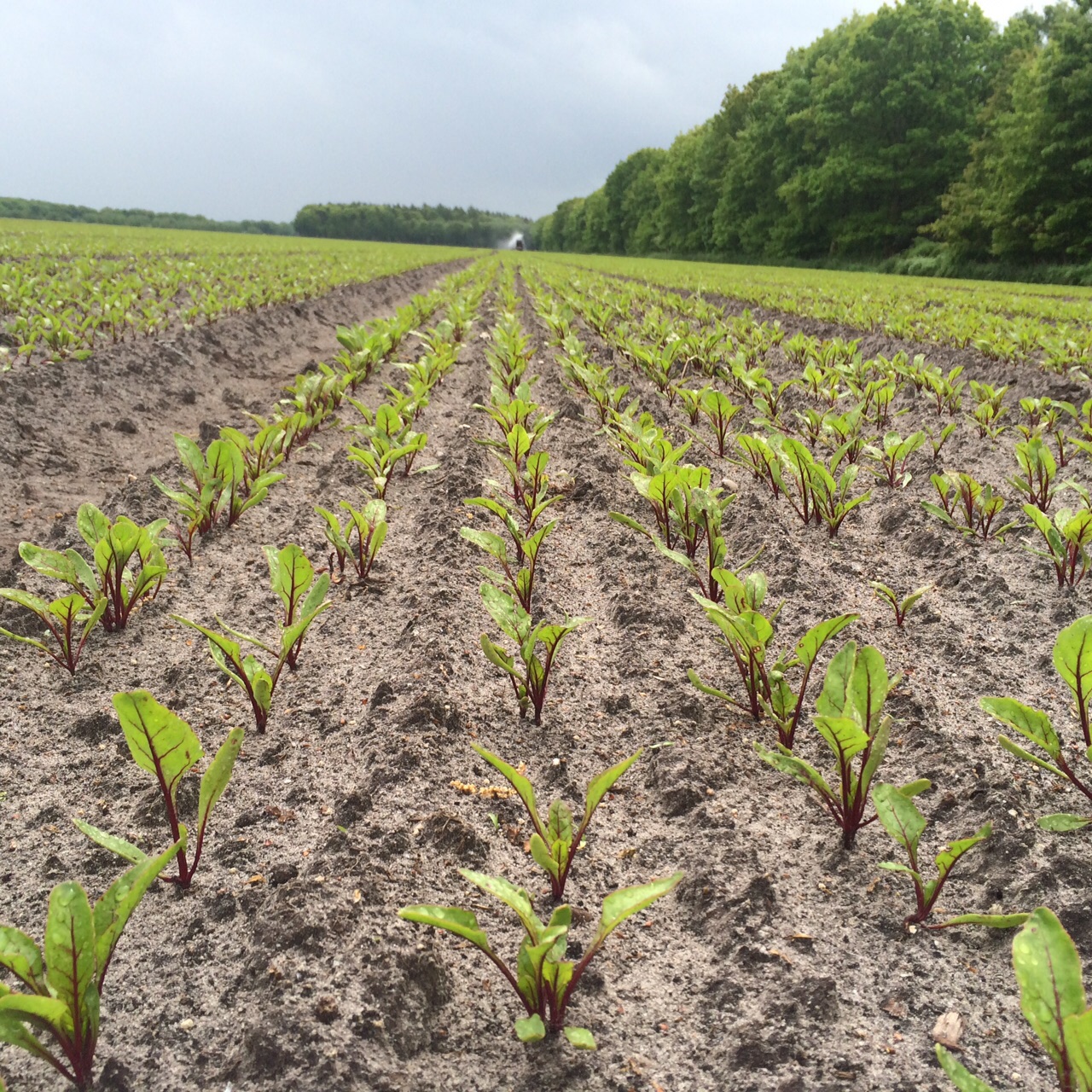 Field Results - Ad Terram